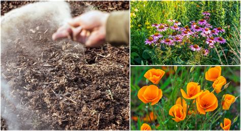 Top 21 Flower Seeds To Plant In Fall