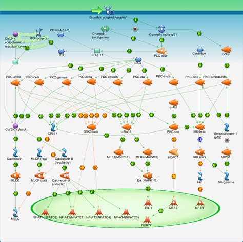 G Protein Coupled Receptors Pathway