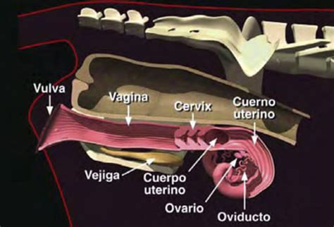 En breve Qué función cumple cada órgano del aparato reproductor de la
