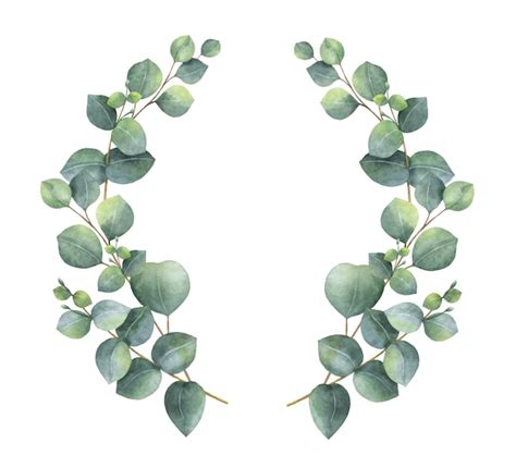 Guirnalda de vector de acuarela con hojas y ramas de eucalipto dólar de