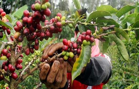 Producción cafetera de Colombia crece un 13 en abril