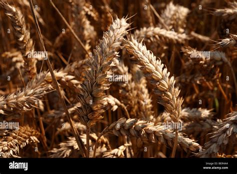 Wheat Field Ready To Harvest Stock Photo Alamy