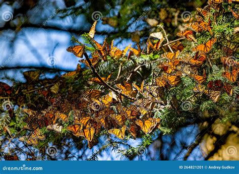 La Colonie De Papillons Monarques Danaus Plexippus Est Assise Sur Des