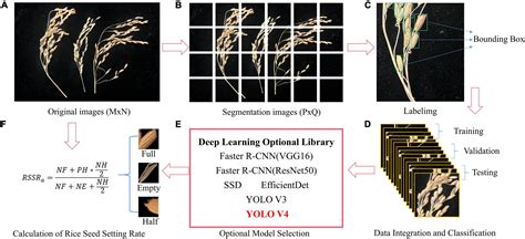 frontiers automatic and accurate calculation of rice seed setting rate based on image