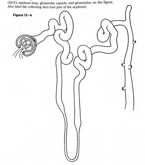 Figure 15 4 Is A Diagram Of A Nephron Add Colored Arrows Quizlet