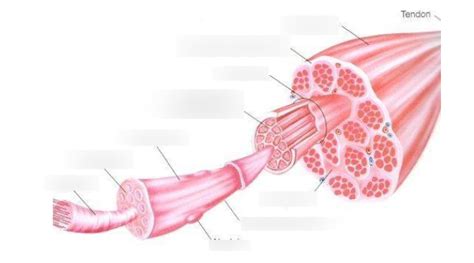 Muscle Layers Diagram Quizlet