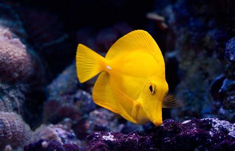 50 fotografias surpreendentes XII Peixes coloridos exóticos Peixe