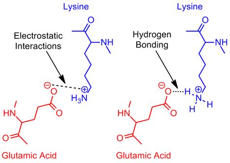 Amino Acid Study Guide Structure And Function Albert Io