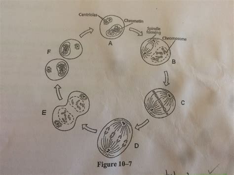 Biology Chapter 10 Cell Division Exam Review Diagram Quizlet