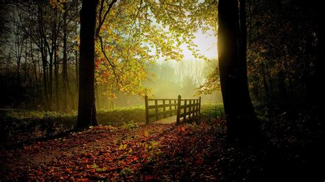 K Ultra High Resolution Forest Wallpapers Top Free K Ultra High
