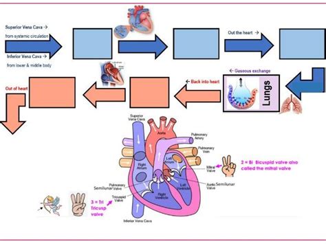 Cardiovascular Heart And Heart Health Revision GCSE Activity Teaching