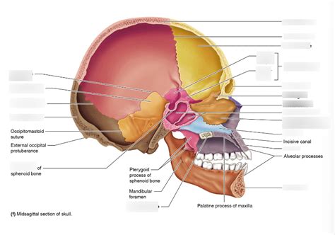 Midsagittal Section Of The Skull Diagram Quizlet