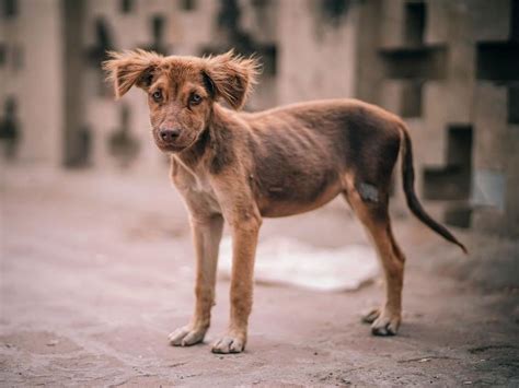 México el país con más perritos callejeros en América Latina