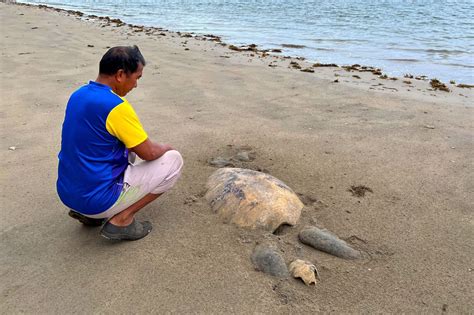 Large Green Sea Turtle Found Dead On Labuan Beach The Star News