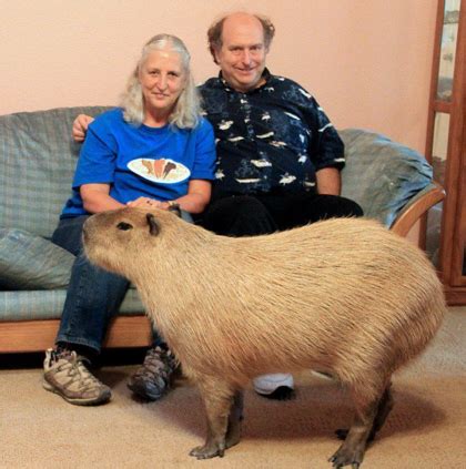 네이버 뿜 세상에서 가장 큰 쥐 카피바라 의 특급 사교성 Pet rodents Capybara Large animals