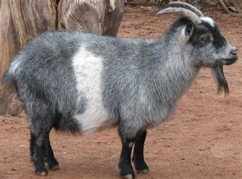 Nigerian Dwarf Goats Full Grown
