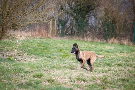 APAGI Scary CHIEN Type Berger Belge Malinois à la robe Fauve charbonné