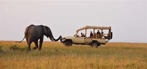 2 Days Masai Mara Safari Kenya Tours And Safaris