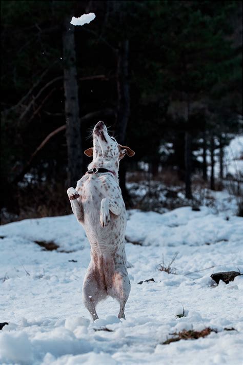 Giocando Con Le Palle Di Neve Playing With Snowballs On Behance