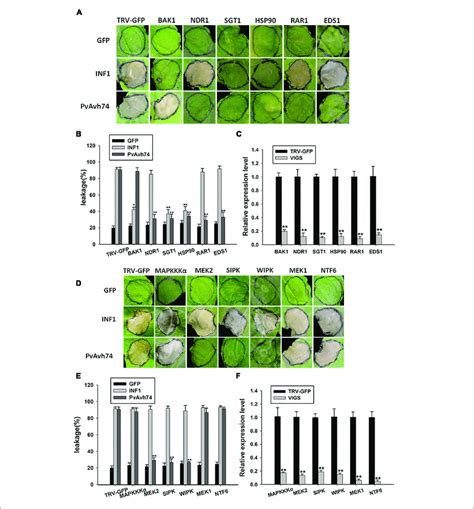 Transient Expression Of PvAvh74 In TRV VIGS Silenced N Benthamiana