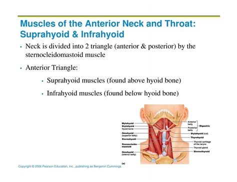 Muscles Of The Anterior Neck And Throat Suprahyoid Infrahyoid