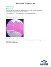 K Harvey Bio Introduction To Histology The Skin Answer Sheet Pdf