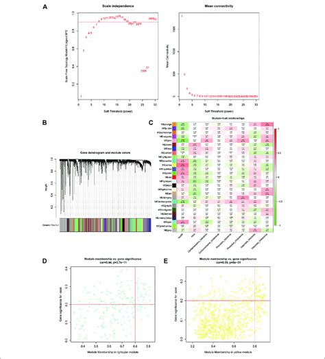 Weighted Gene Co Expression Network Analysis Of The Potential