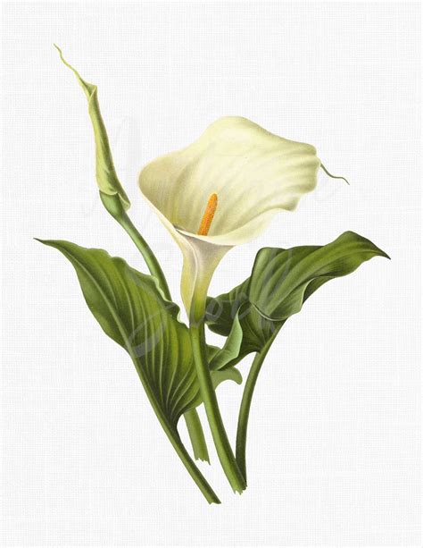 Art Collectibles Digital Prints Flower Printable Artwork Digital
