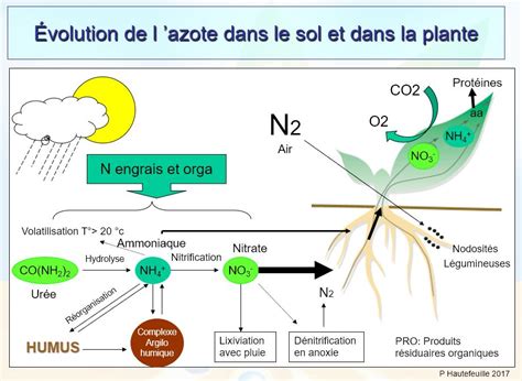 Le Cycle De L Azote