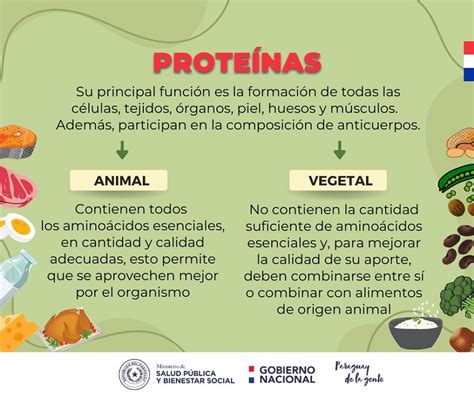 Env O Transacci N Generalmente Funcion De Las Proteinas En La Sangre