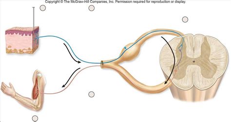 Reflex Physiology Diagram Quizlet
