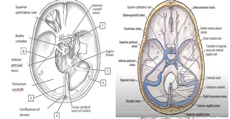Sinuses Of The Skull Internal View Diagram Quizlet