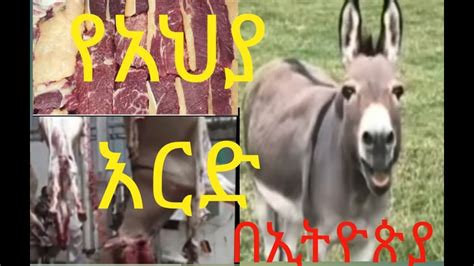 የ አህያ ስጋ ቄራ በኢትዮጵያ ውስጥ በቻይኖች ምክኛት በግልፅ በገቢያ ላይ ዋለ YouTube