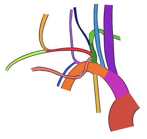 Branches Of Brachiocephalic Trunk Diagram Quizlet