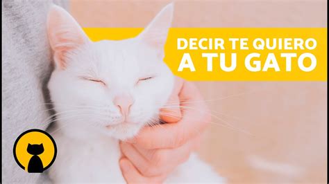 5 MANERAS De Decirle A Un GATO Que Lo AMAS Y Que Te ENTIENDA