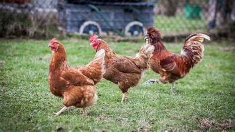 Cel mai eficient antibiotic natural pentru păsările din curtea ta Ce