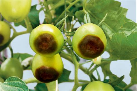 Was tun gegen Blütenendfäule bei Tomaten Hauert MANNA