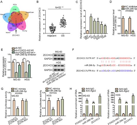 FOXD3 AS1 Enhanced ZCCHC3 Expression In OS By Absorbing MiR 296 5p A
