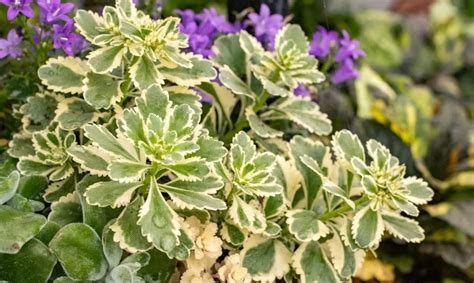 How To Propagate Sedum The Garden Bug Detroit