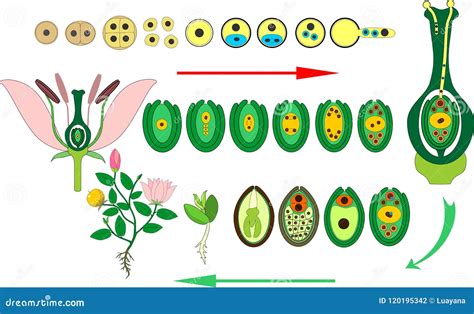 Ciclo Di Flora Dell Angiosperma Diagramma Del Ciclo Di Vita Della