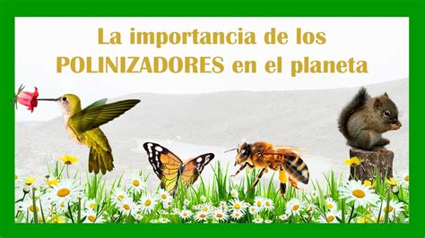 La Importancia De Los POLINIZADORES En El Planeta YouTube