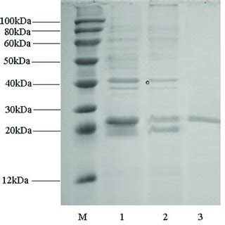 SDS PAGE analysis of fractions during Tα1 HSA purification Lane M