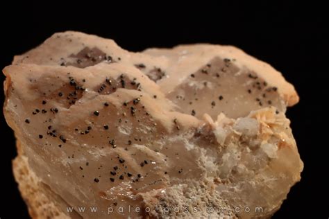 Baryte rose et Chalcopyrite sur galène mine d Oumjrane région d