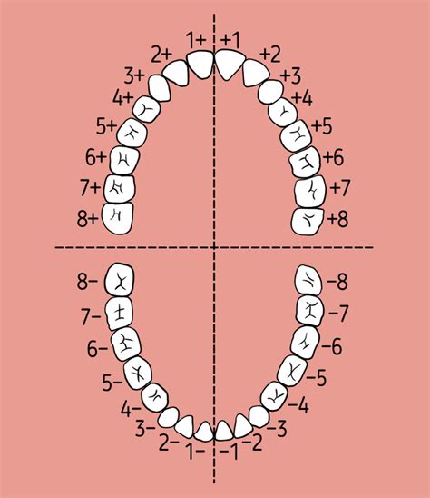 Canadian Dental Tooth Numbering System