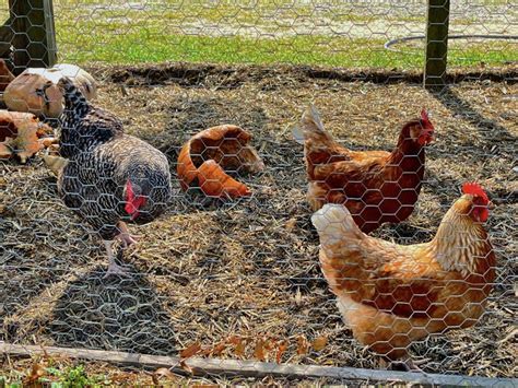 Gallinero Foto De Archivo Imagen De Granja Domesticado 258565102
