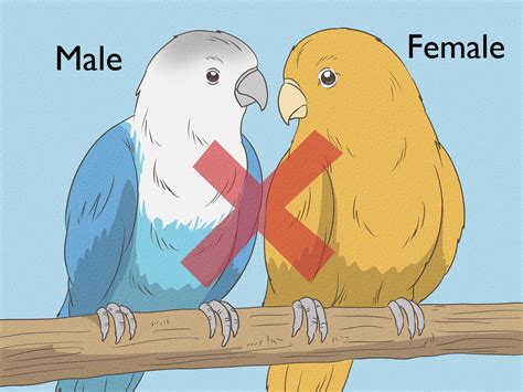 How To Determine The Sex Of A Lovebird Expert Backed Tips