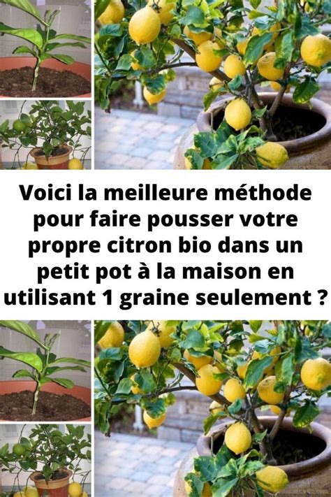En raison de leurs énormes bienfaits pour la santé les citrons sont