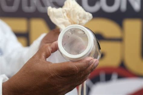 Governo Do Rio Decreta O Fim Da Epidemia De Dengue No Estado Campos