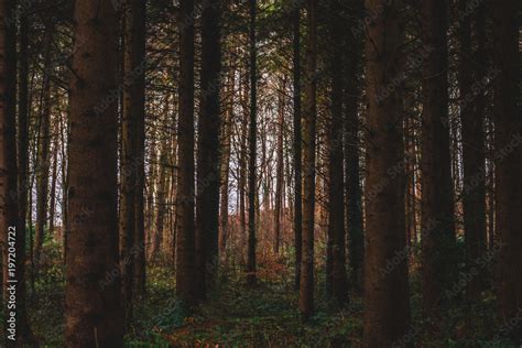 Fototapeta Las Lato Drzewa Pejza Dekowizja Pl