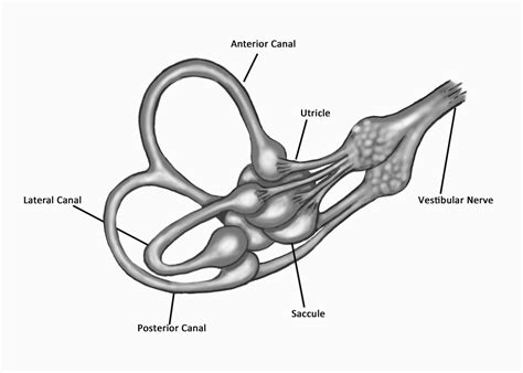 Diagram Of Vestibular System Vestibular System Diagram